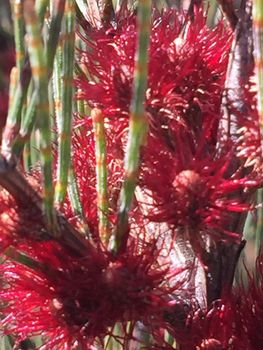 She-oak flowers